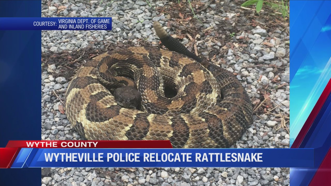 Hisssss! Rattlesnake captured in Withers Park in Wytheville – WFXRtv