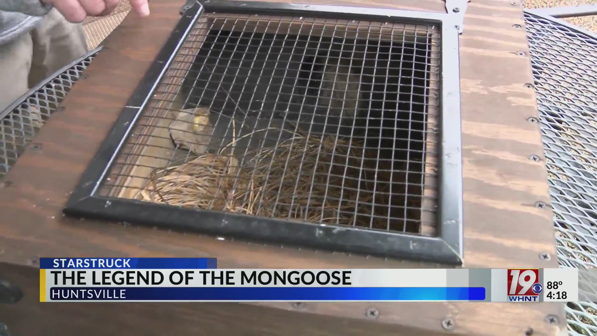 Starstruck: The Legend of the Mongoose | July 3, 2025 | News 19 at 4 p ...