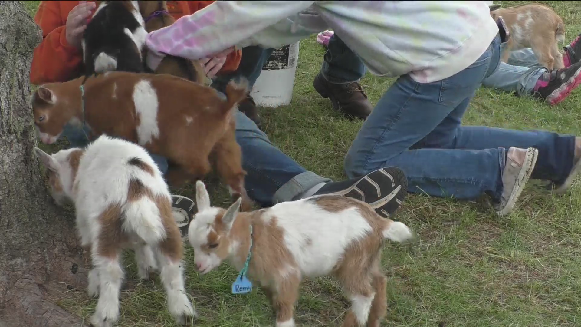 Gabe on the Go: Cuddling with goats in Cumming – who13.com