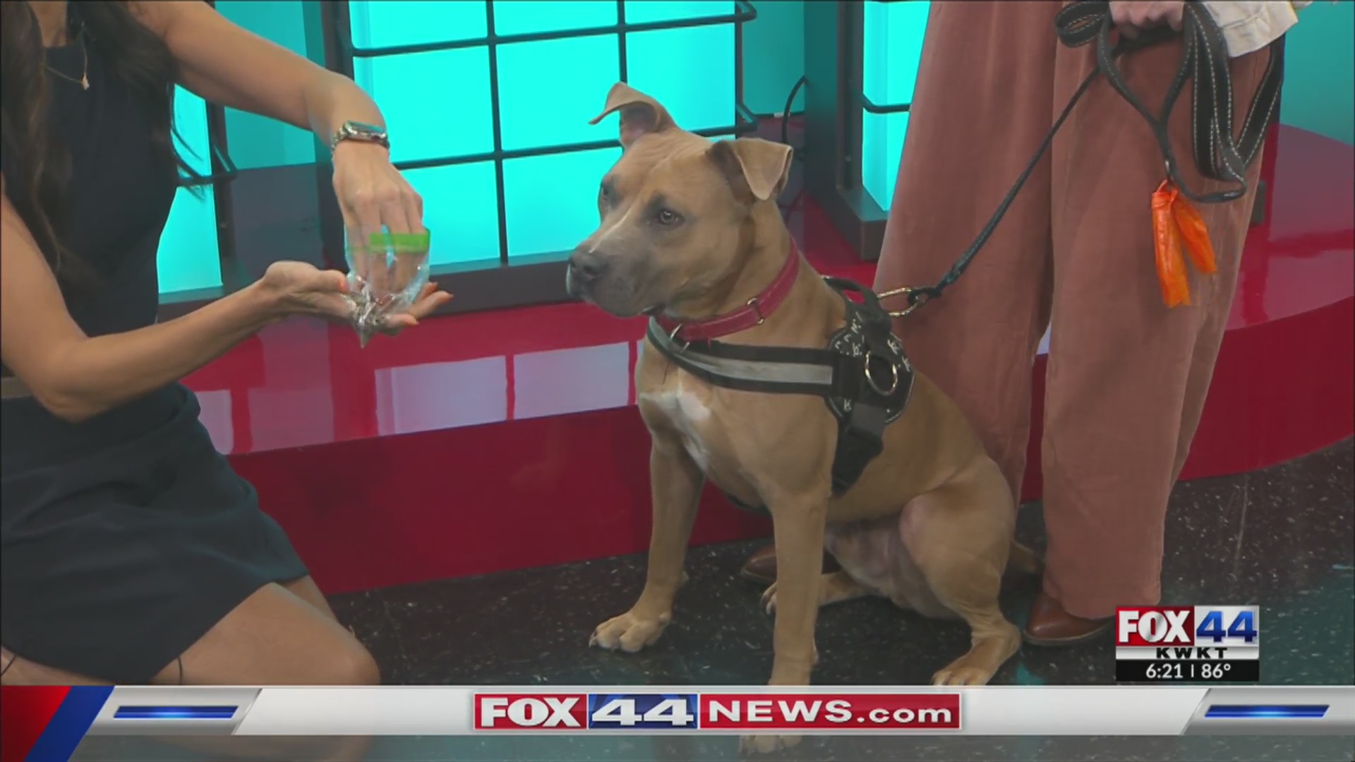 Pet of the Week: Ryker the Pit Mix – KWKT – FOX 44