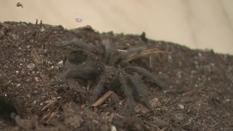 It’s tarantula mating season in San Diego – FOX 5 San Diego & KUSI News