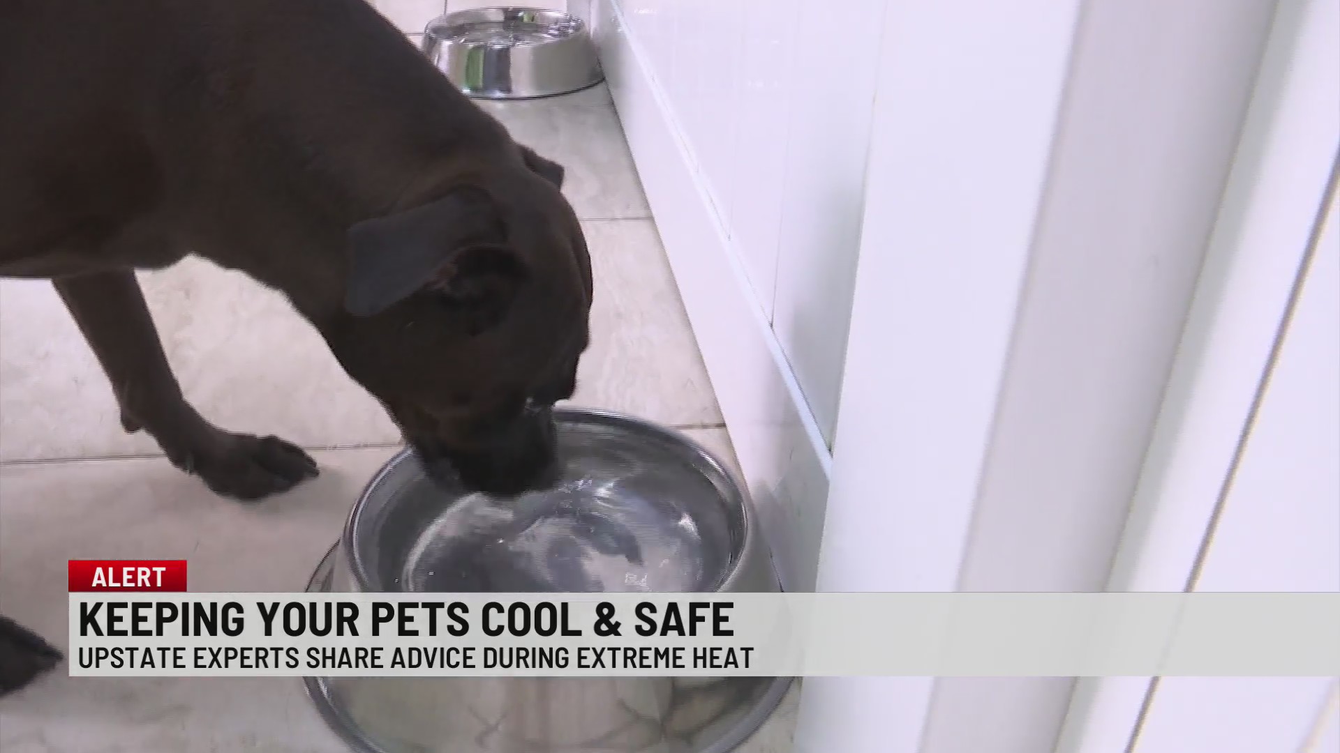 Protecting pets in extreme heat: Upstate experts weigh in – WSPA 7NEWS