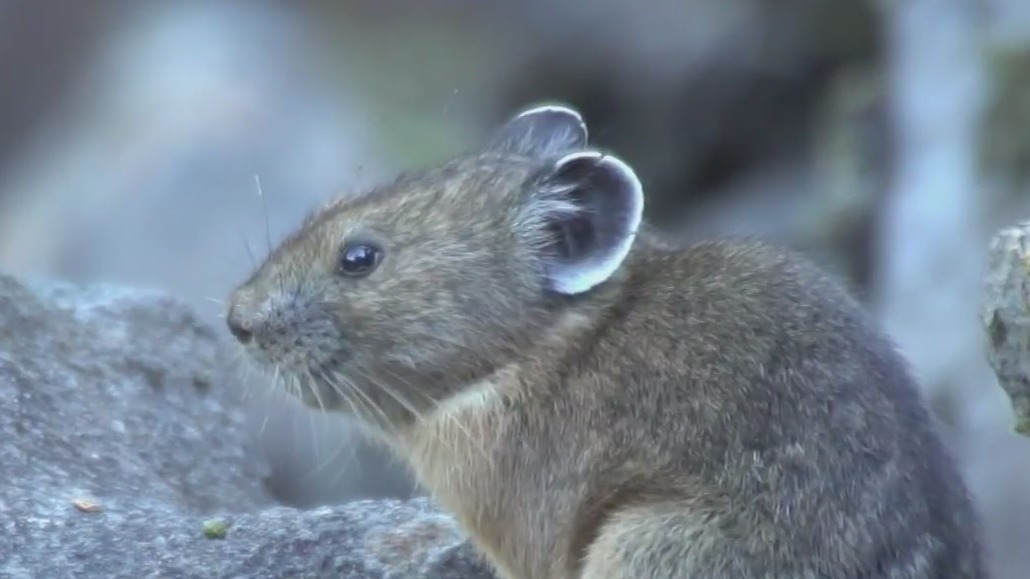 Pika populations now on the rise in Columbia Gorge – KOIN.com