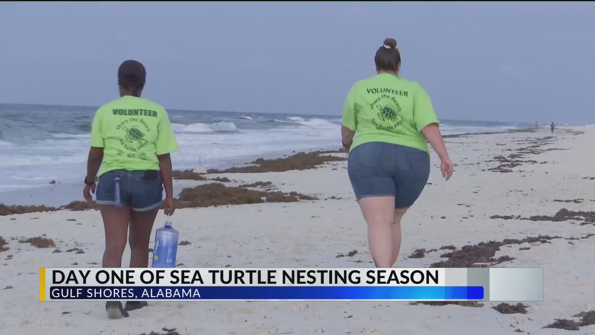 Sea turtle nesting season begins on Alabama beaches — first nest comes ...