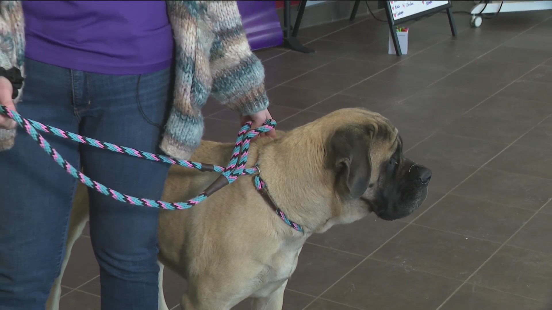 The ARL of Iowa introduces adoptable pup Peach and talks upcoming ...