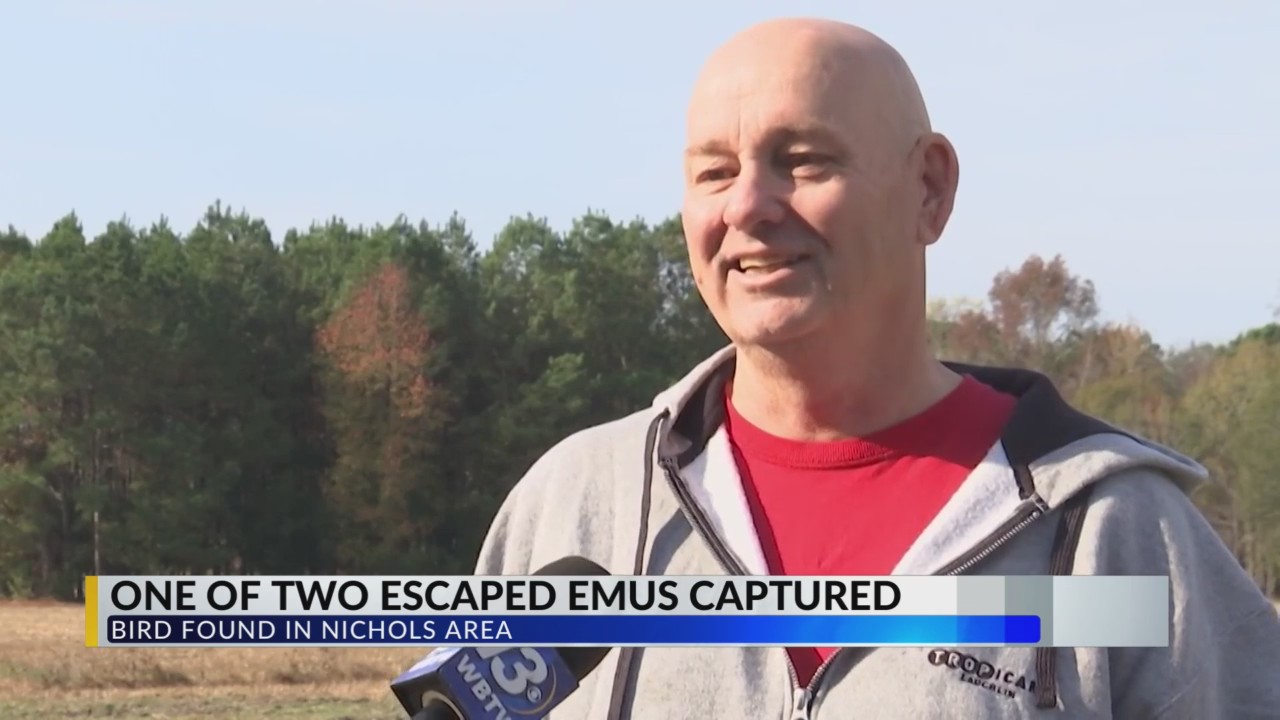 Horry County emu catcher says trail of food helped bring escaped bird ...