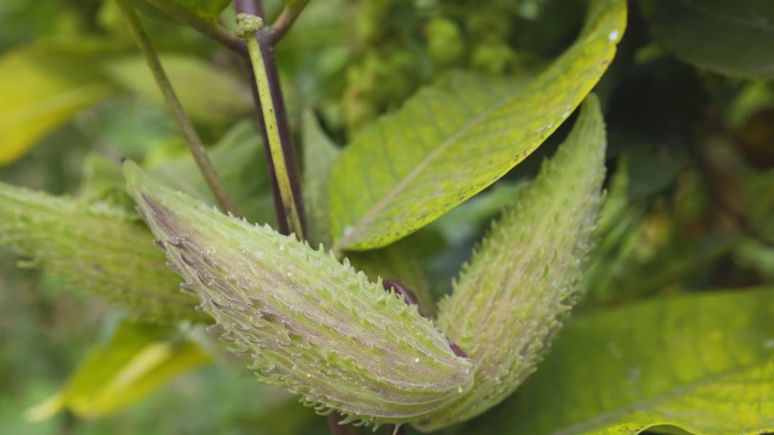 Plant Daddy: Plant care in heat, managing milkweed & more – WGN-TV
