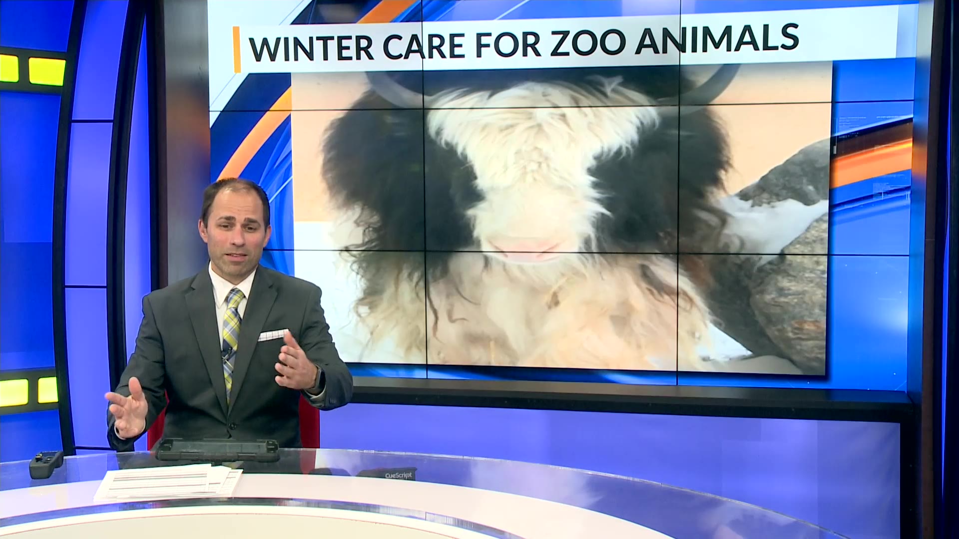 Zoo animals in the Winter – KX NEWS