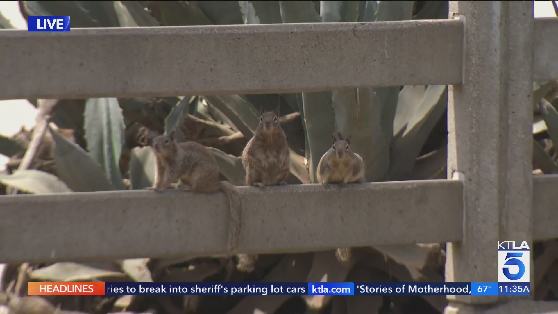 Exploding squirrel population drives Southern California beach ...