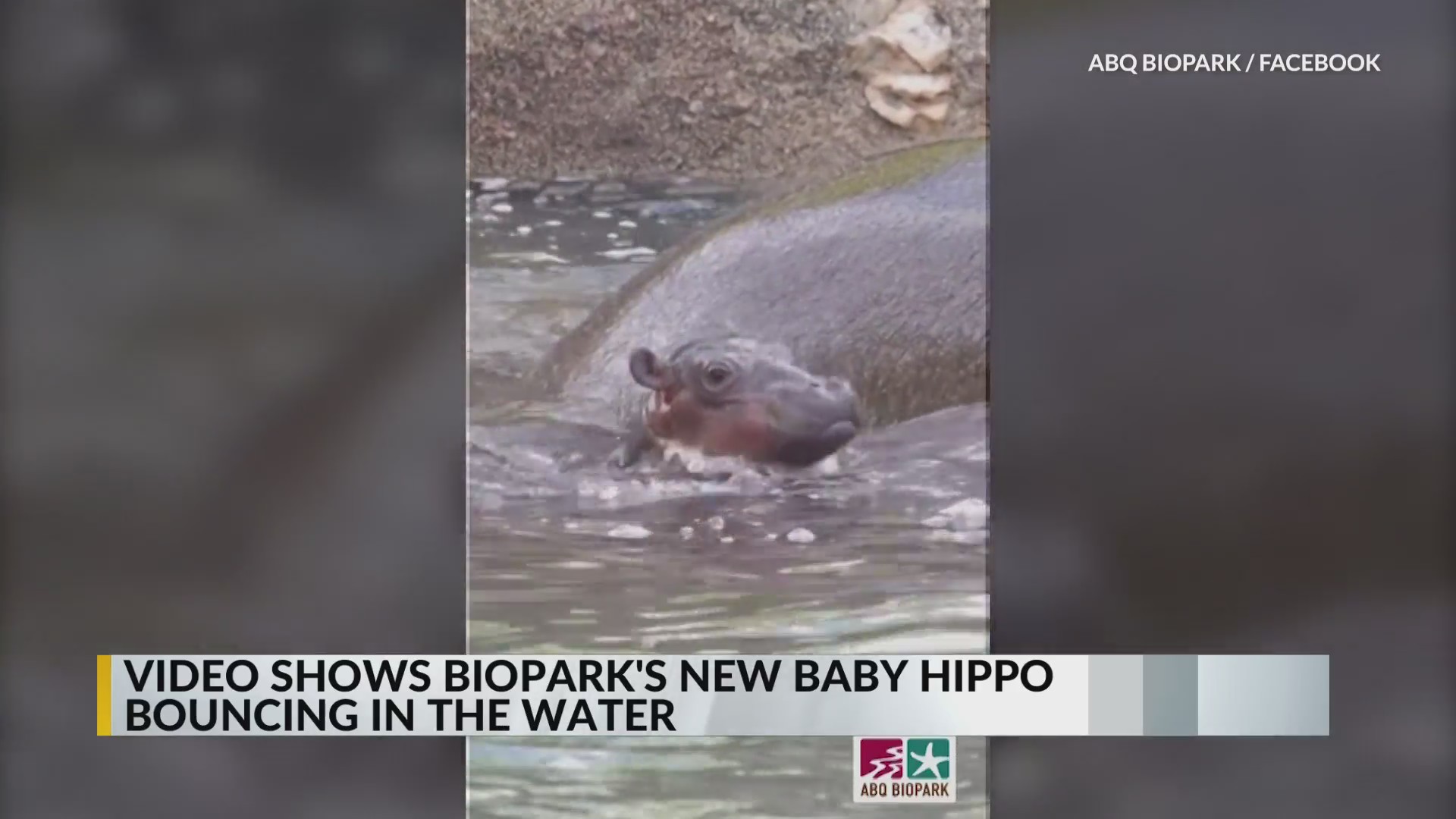 Video shows ABQ BioPark’s new baby hippo bouncing in the water – KRQE ...