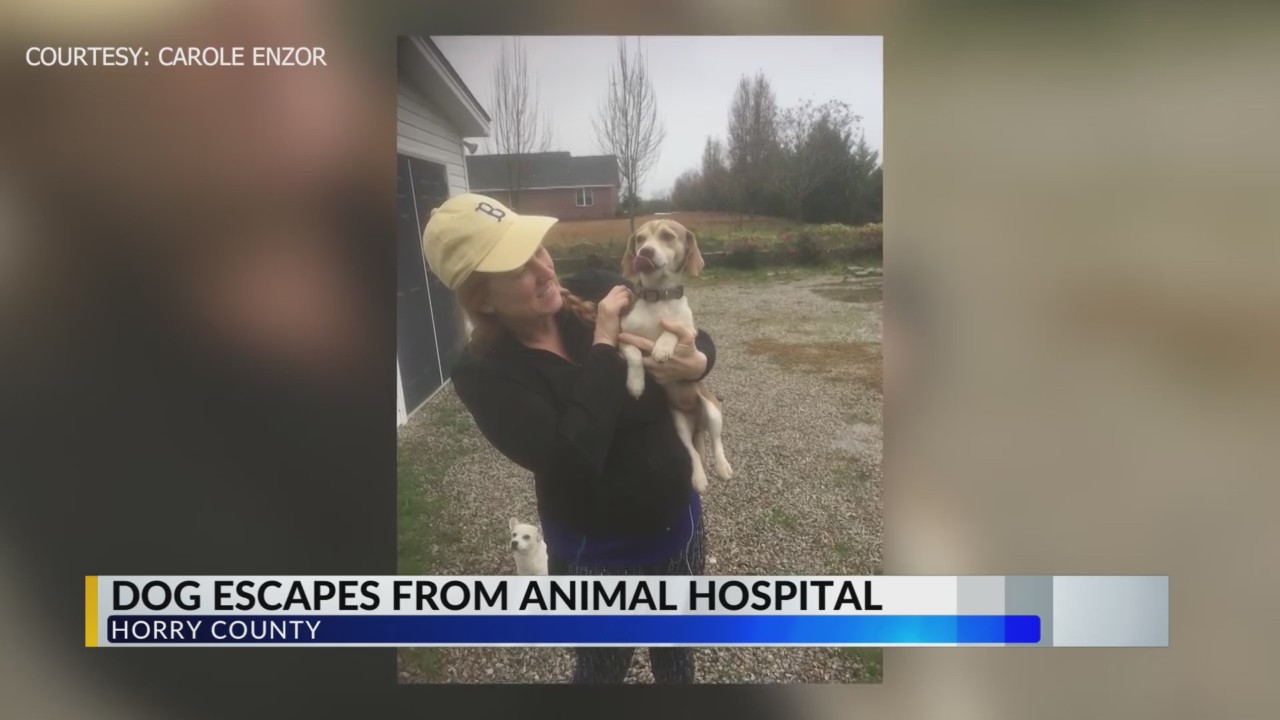 ‘I couldn’t say goodbye to her’: Woman’s dog escapes Myrtle Beach ...