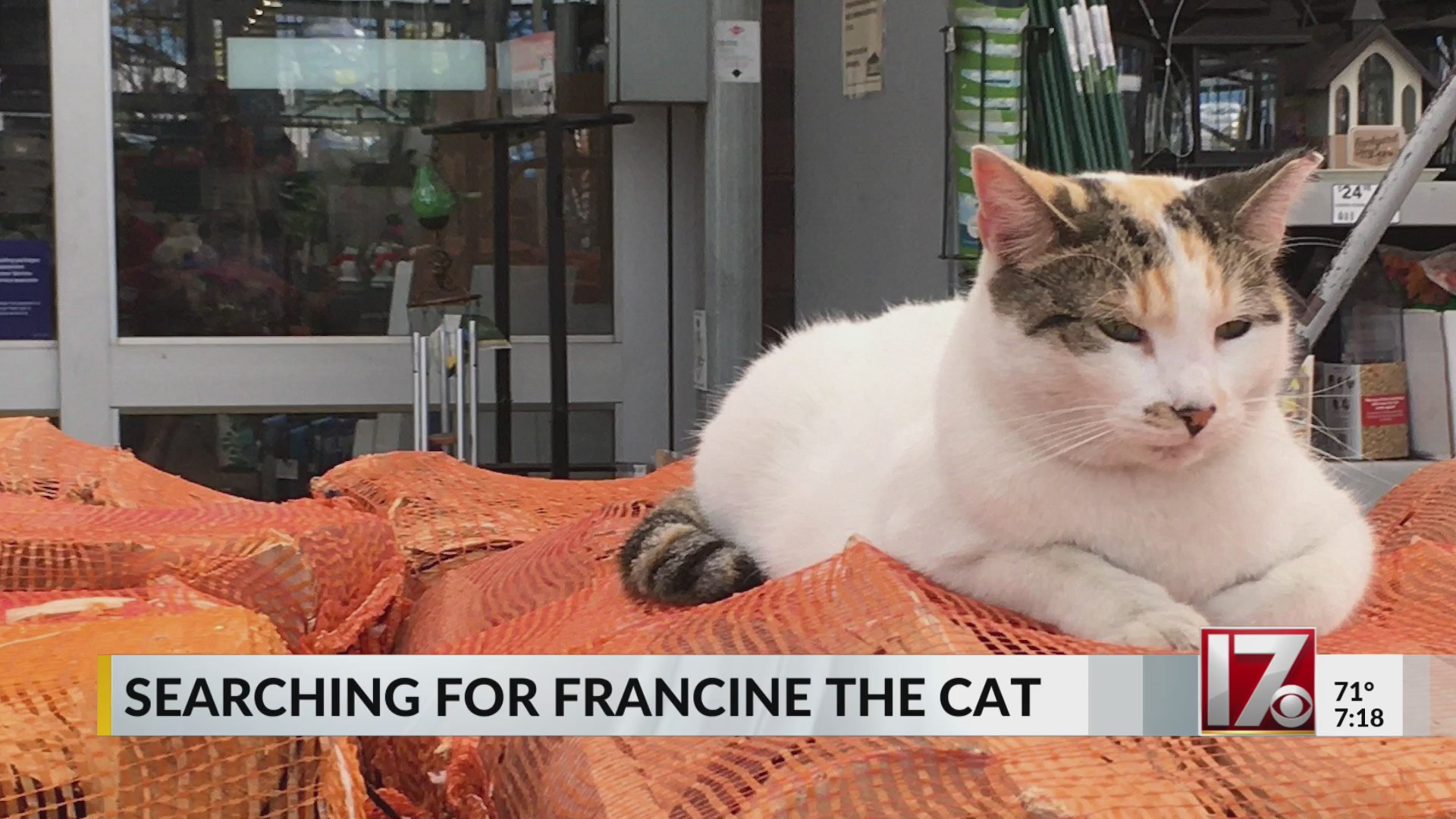 Searching for Francine the Cat in North Carolina – CBS17.com