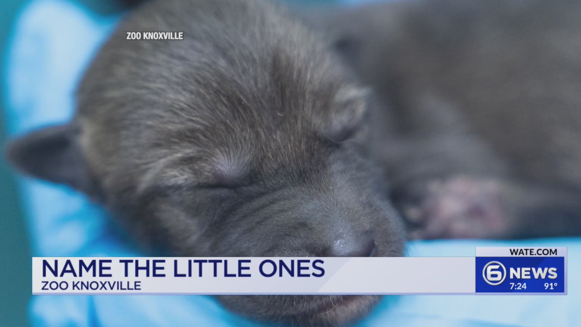 Zoo Knoxville looking for help naming new red wolf pups, bat-eared fox ...