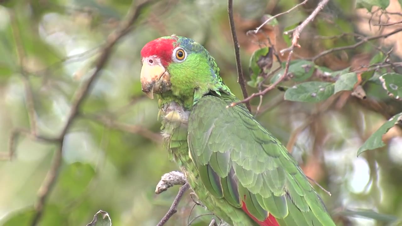 Richard Moore Outdoor Report: Wounded Parrot Prevails – KVEO-TV