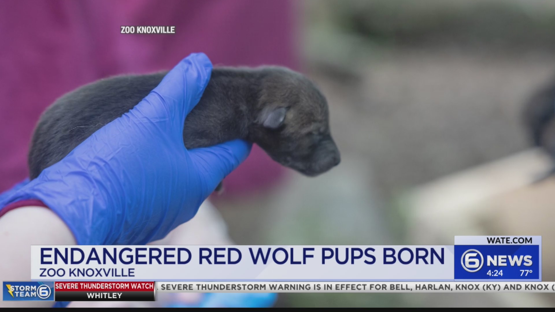 Zoo Knoxville welcomes litter of endangered red wolf pups – WATE 6 On ...
