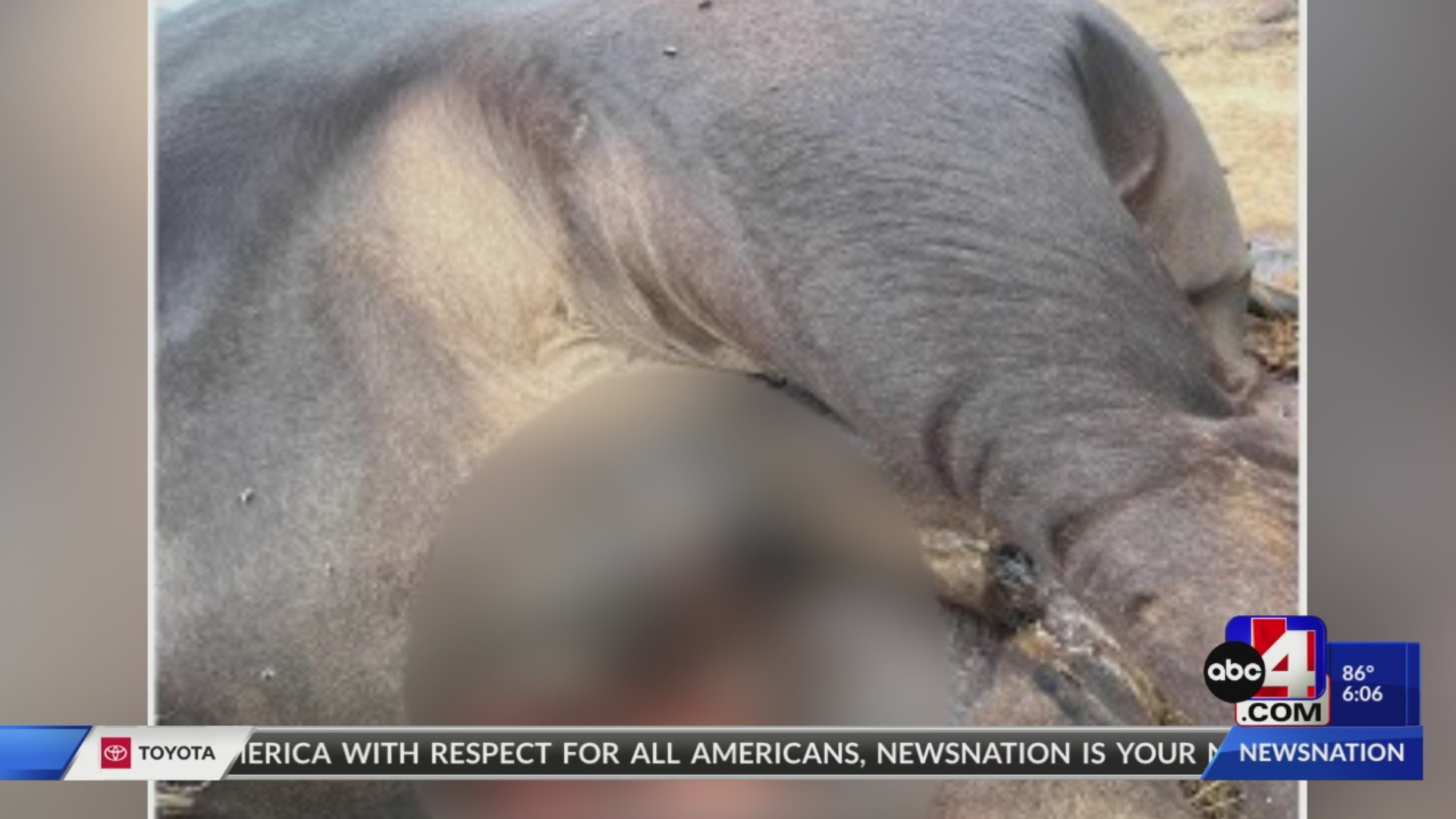 Investigators seek information about cattle mutilation in Carbon County ...