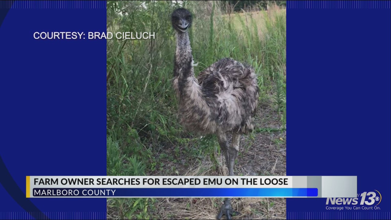Life, liberty and the pursuit of an emu: Escaped bird sparks wonder ...