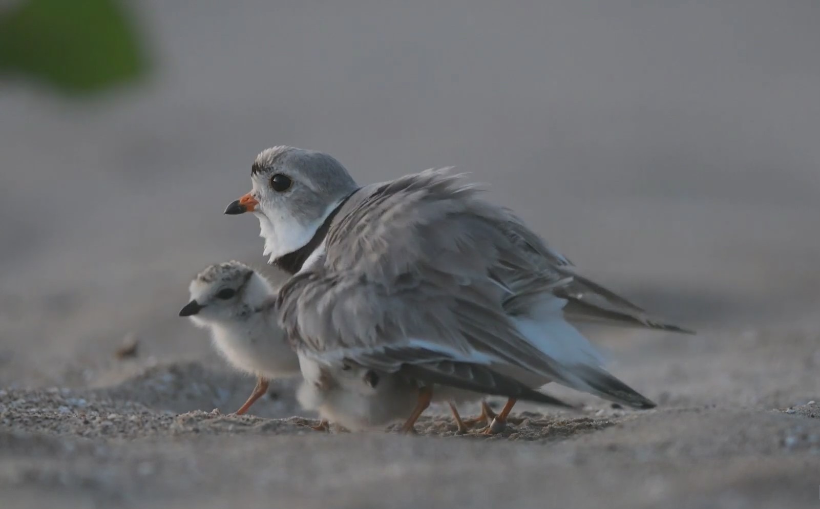 Piping Plover chicks hatch at Montrose Beach – WGN-TV