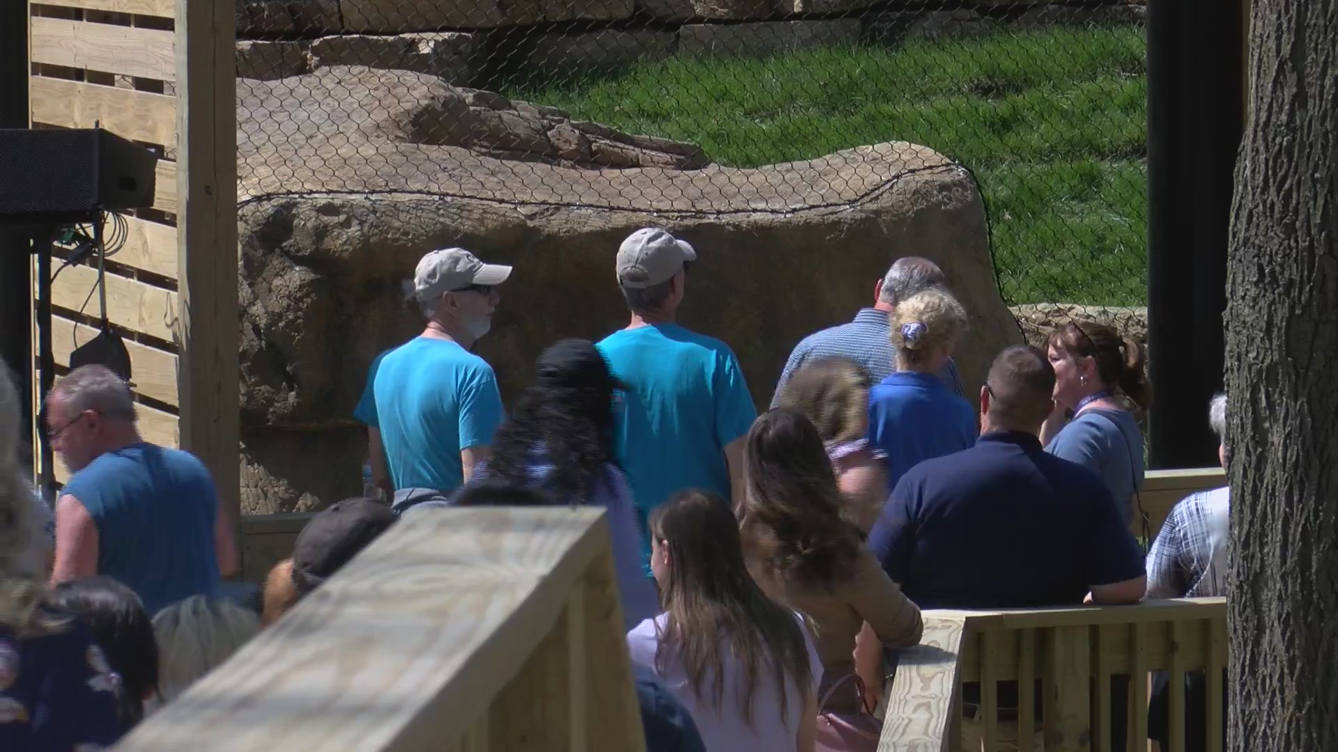 Decatur zoo welcomes mountain lion siblings – WCIA.com