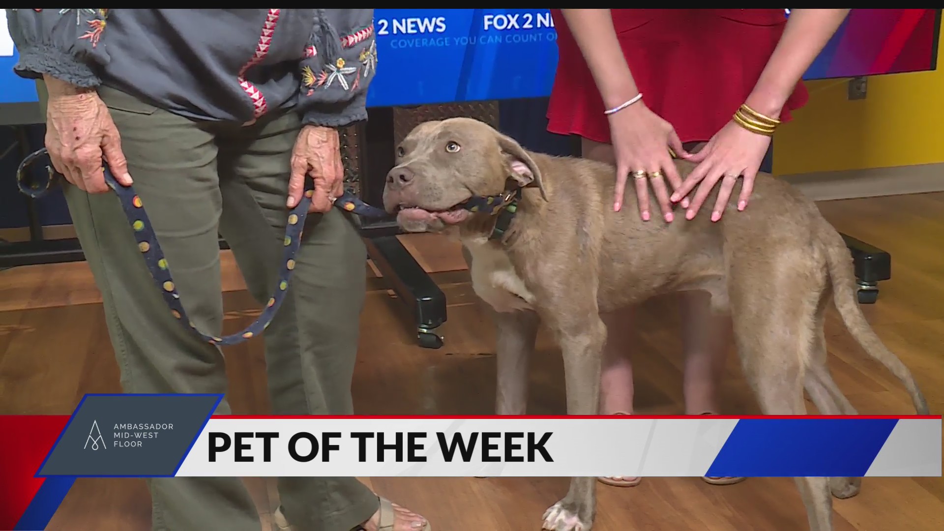 APA Pet of the Week – FOX 2