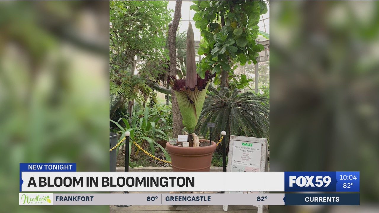 “Wally”, the six-foot corpse flower blooms in Bloomington – Fox 59