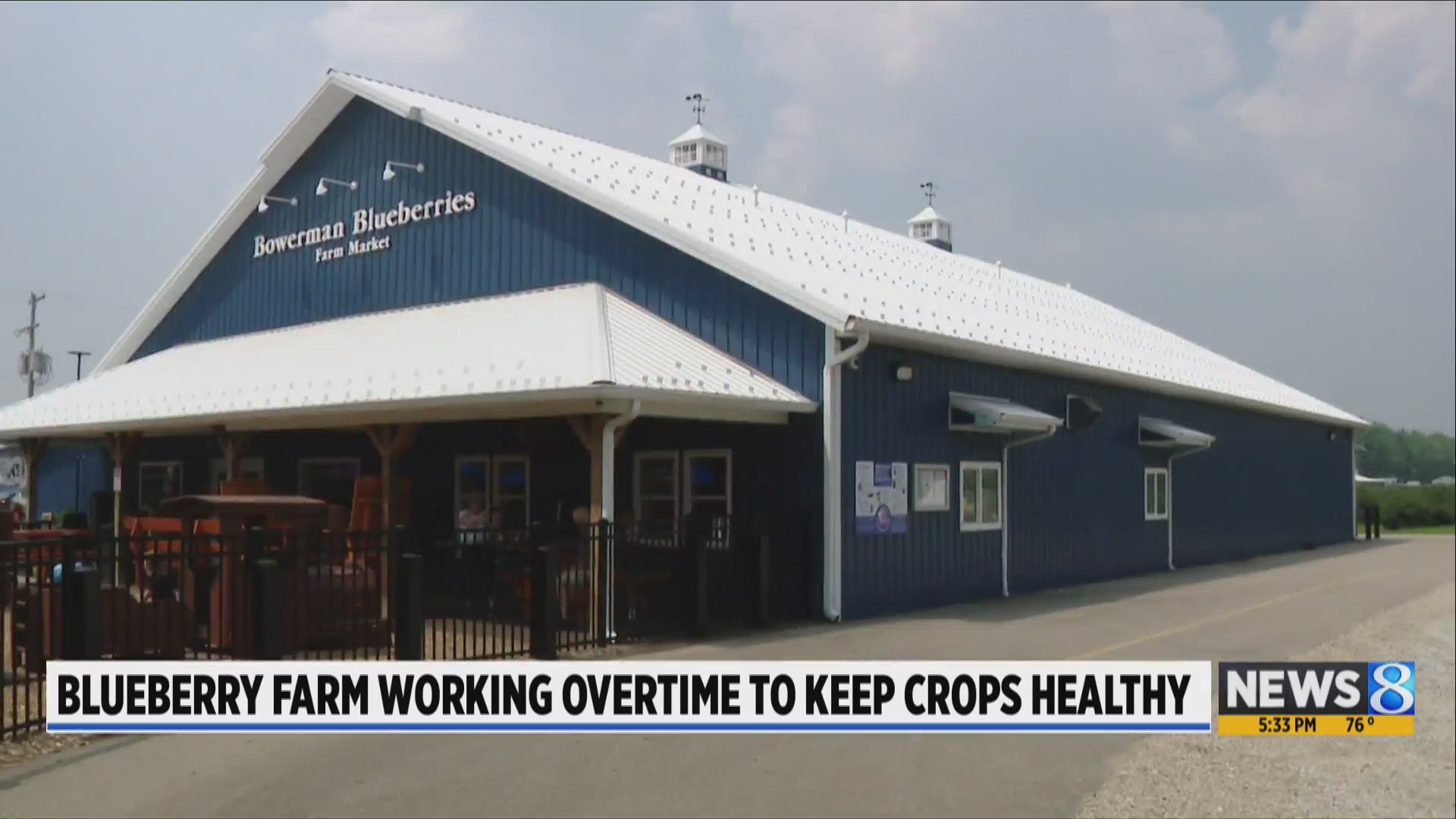 ‘We need a lot more rain’: West Michigan’s blueberries hit by drought ...