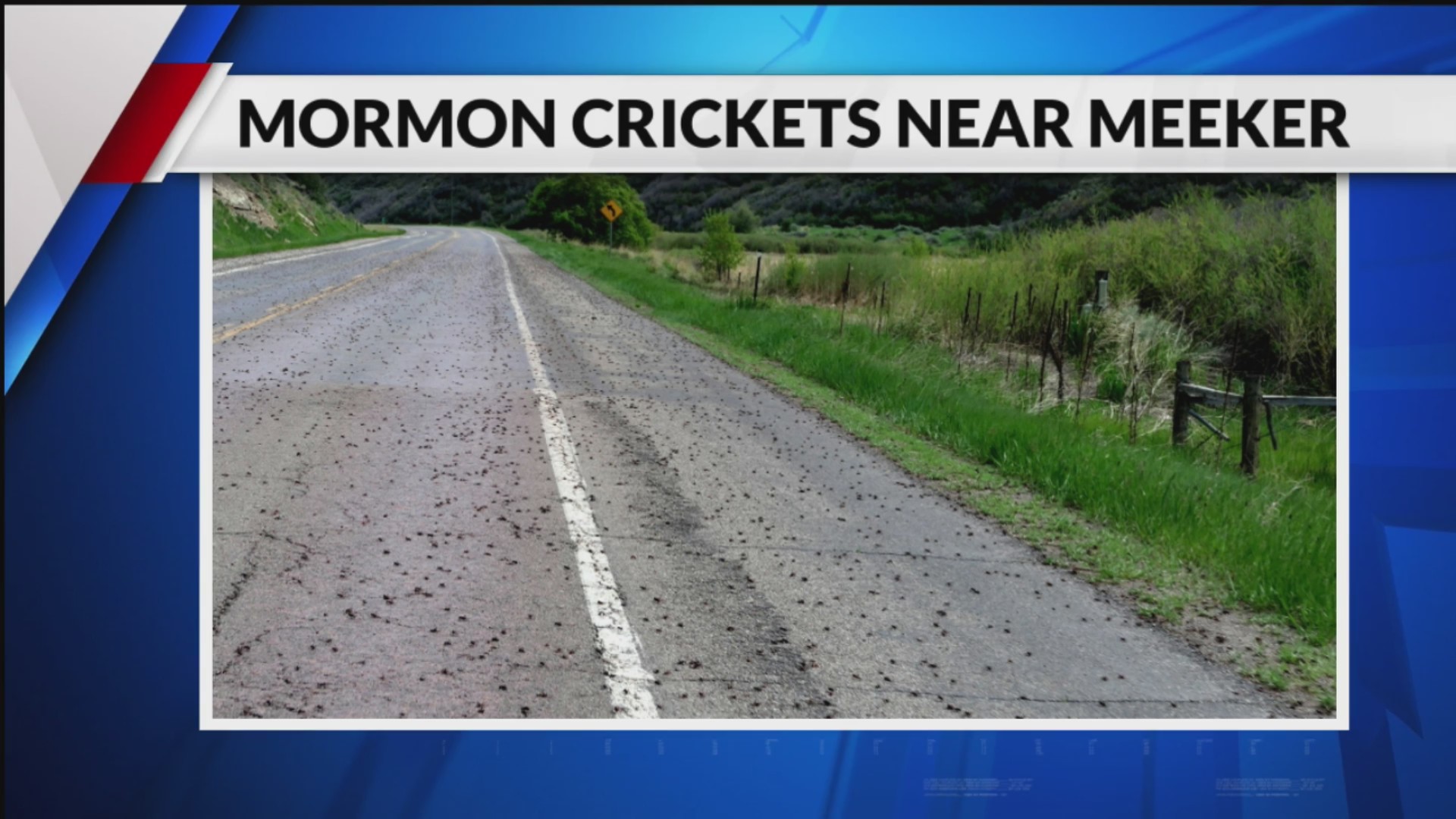 Mormon crickets taking over Western Slope – FOX31 Denver