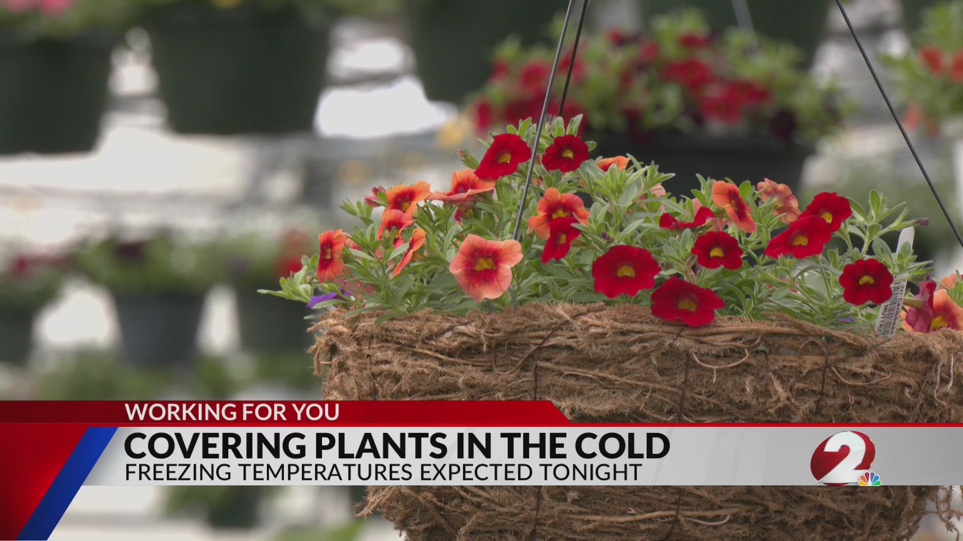 How to cover your plants in freezing temperatures – WDTN.com