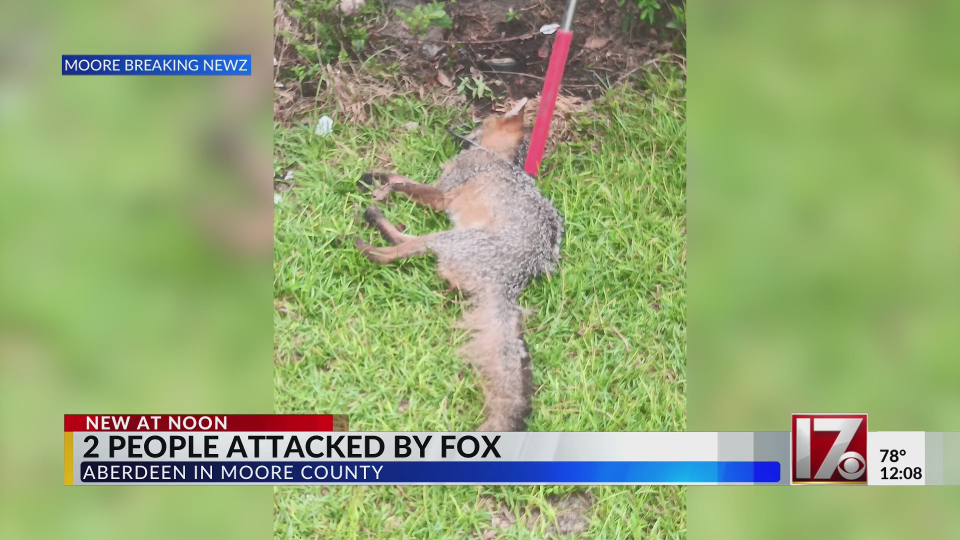 2 people bitten by fox in Aberdeen Monday morning, sheriff’s office ...