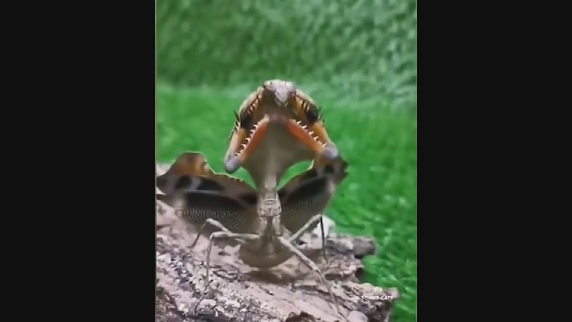 9@9: An insect with some serious teeth — how’s that for a Monday wake ...