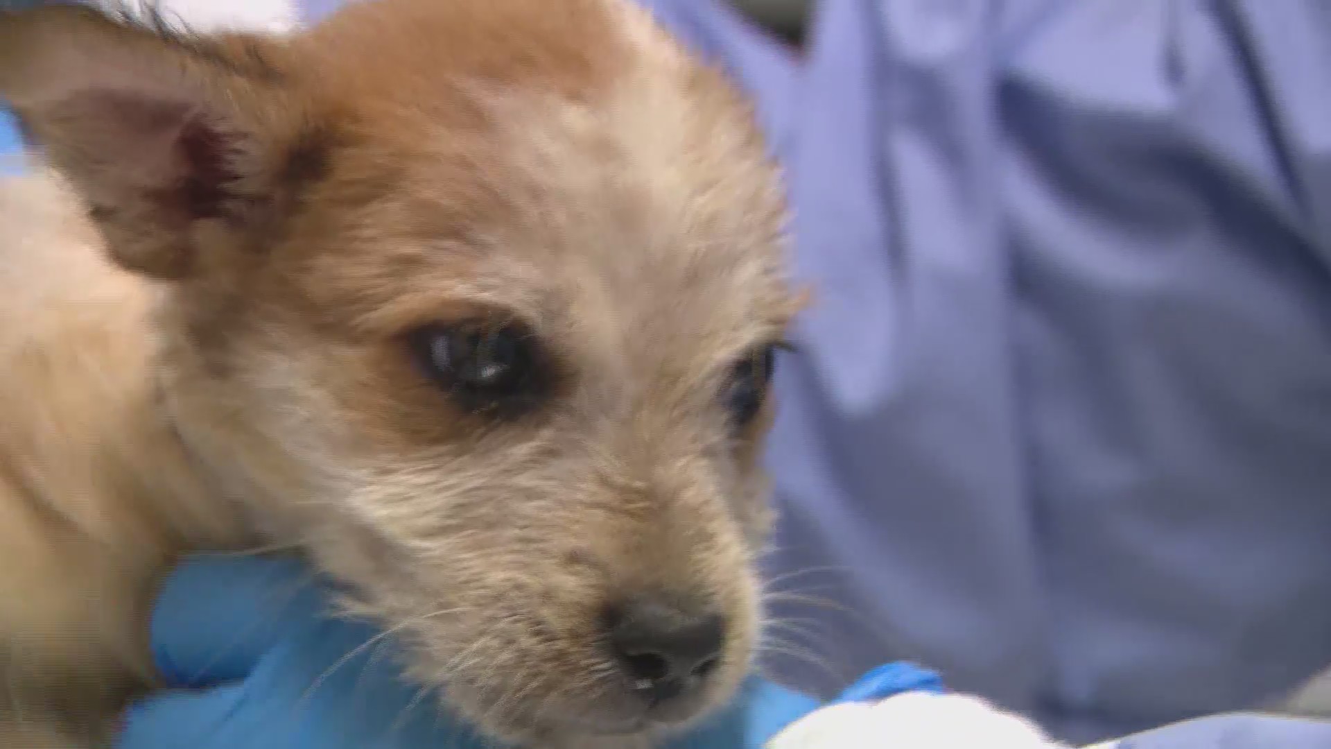 31 rescue dogs and pups arrive at PAWS Chicago from Texas after ...