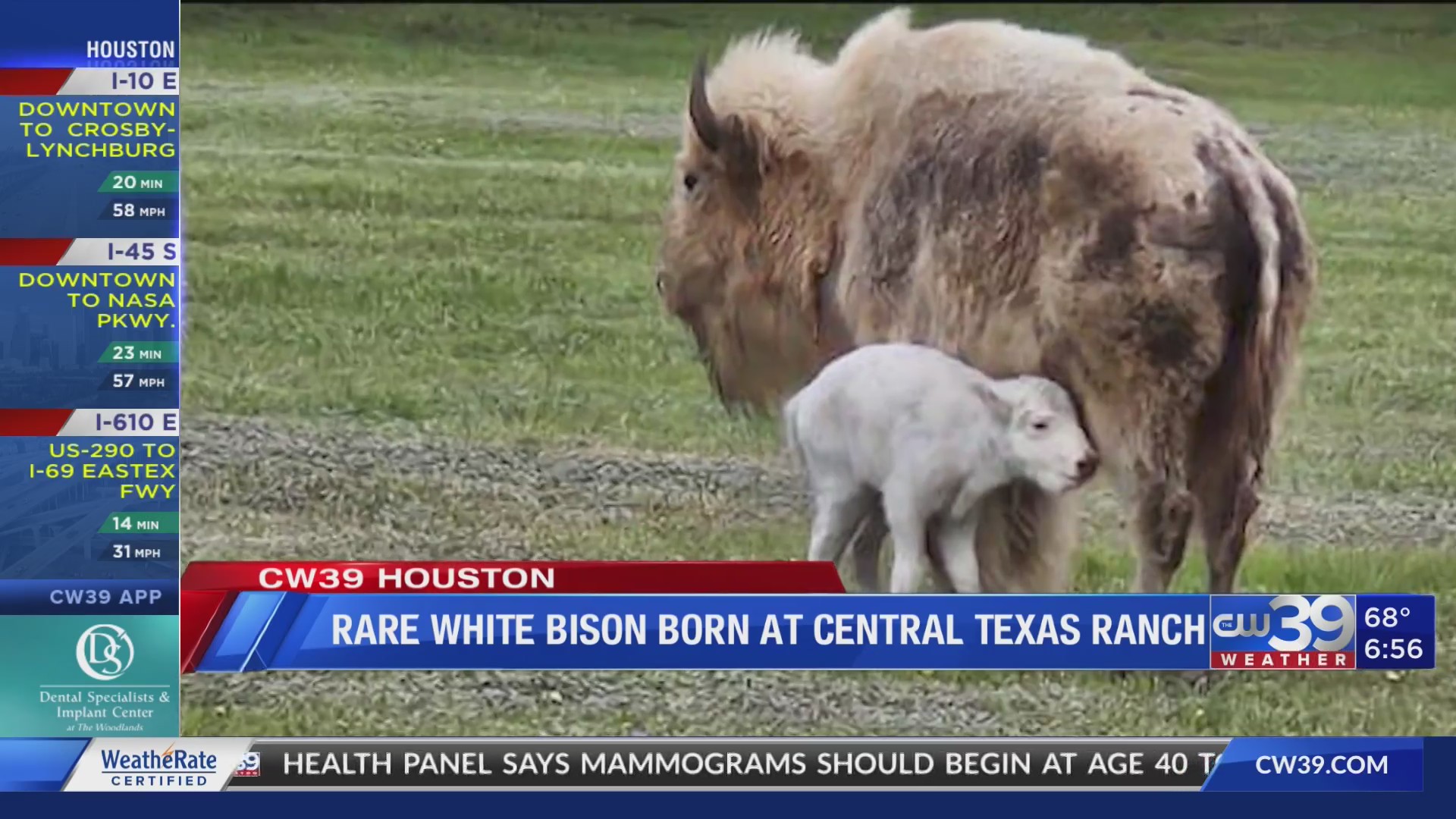Rare white bison born at ranch in Central Texas | CW39 Houston – CW39 ...