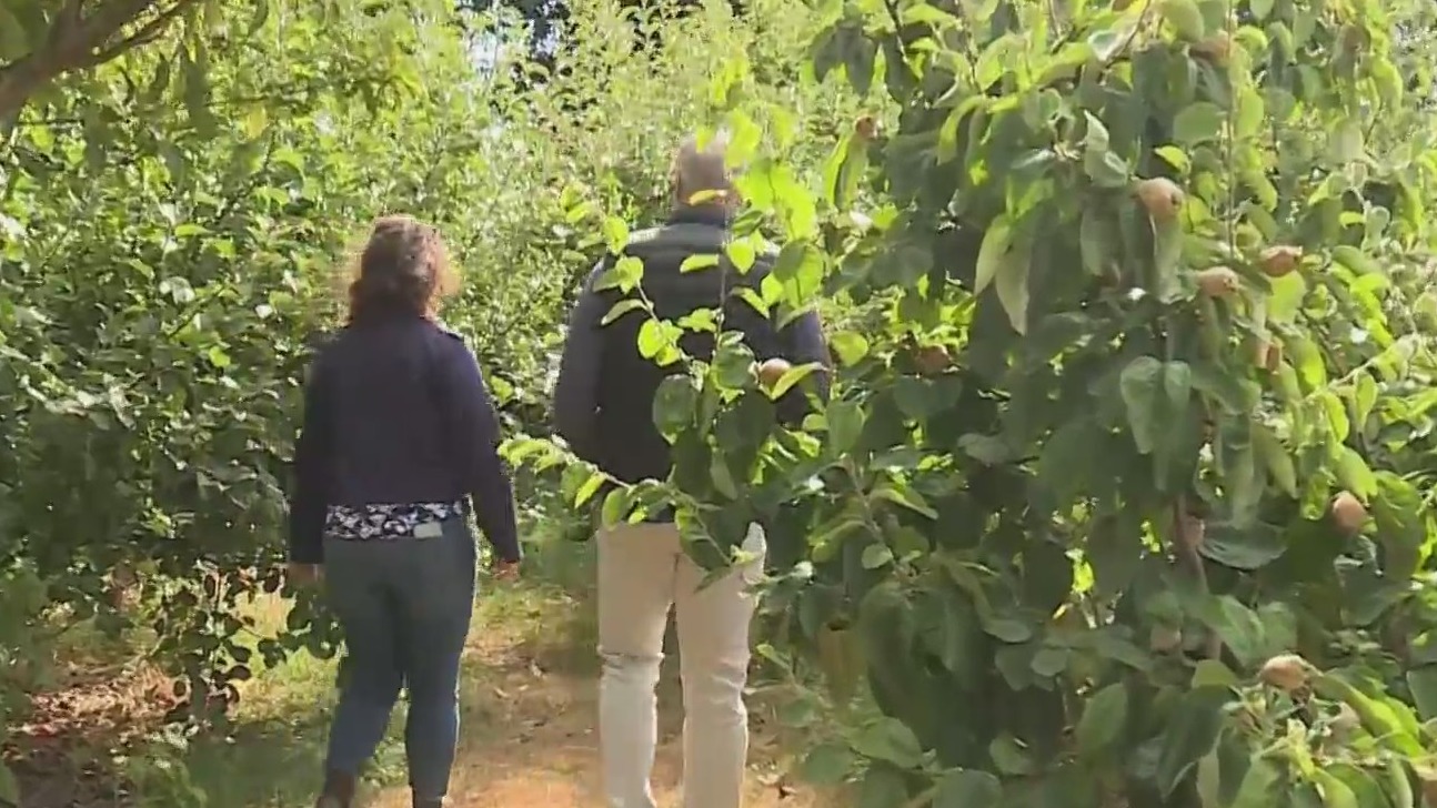 Kohr Explores: Portland Fruit Tree Project reaches milestone – KOIN.com