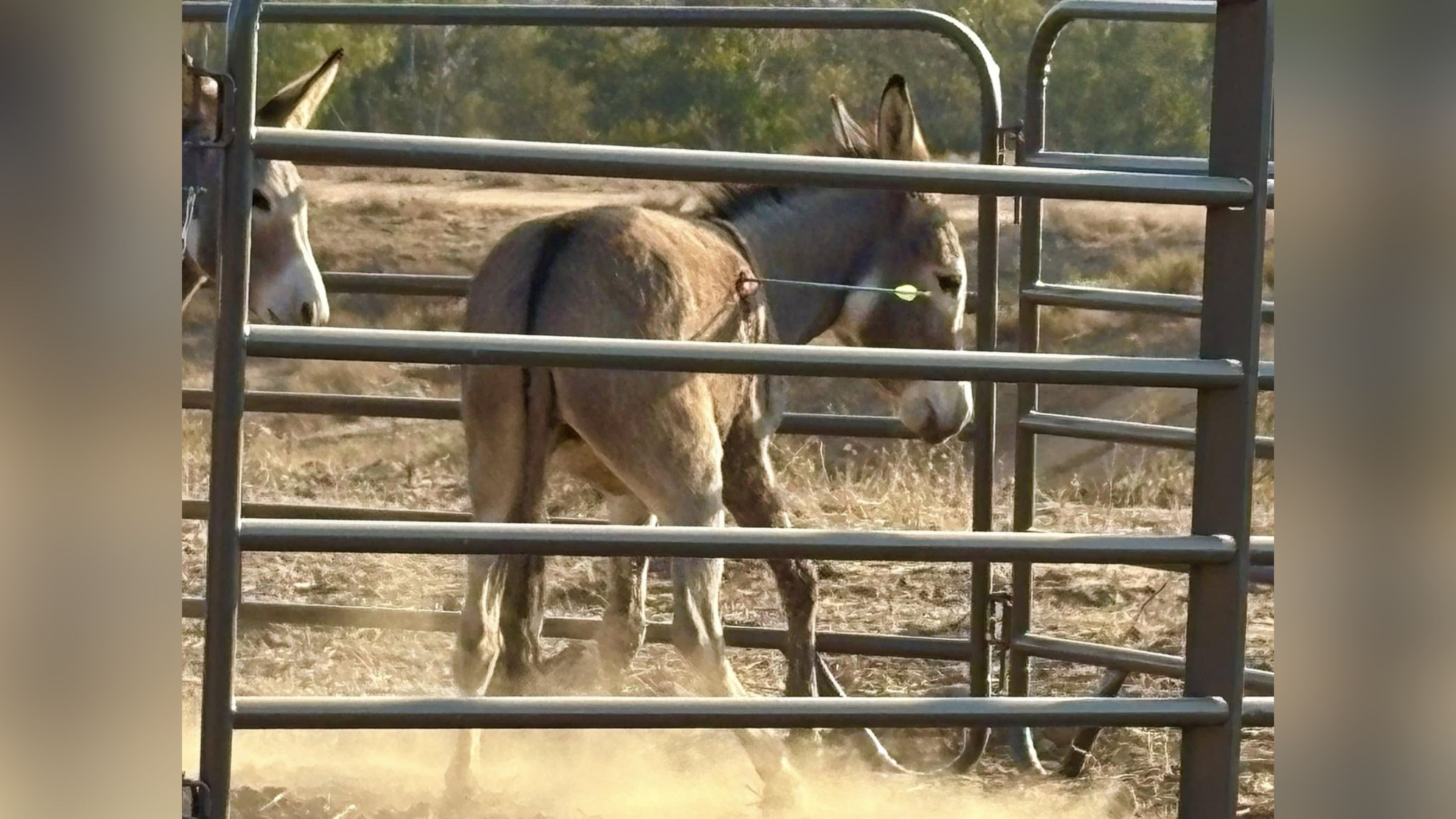 Donkeys shot with arrows in RivCo, serial archer at large – WKRN News 2