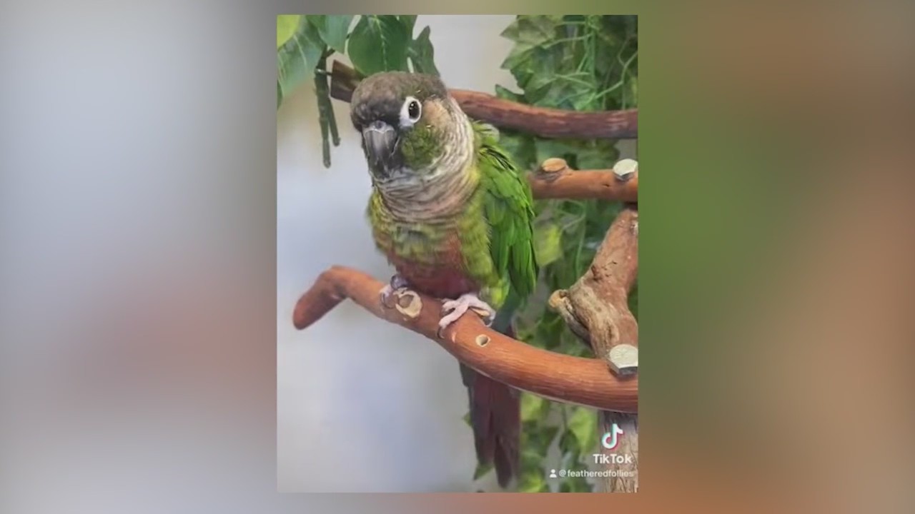 Exotic birds worth thousands stolen from Concord pet store – KRON4