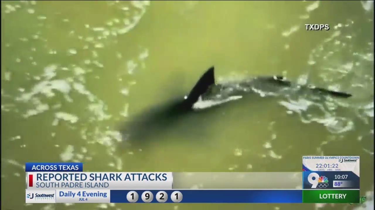 Authorities warn about sharks in South Padre Island – KTSM 9 News