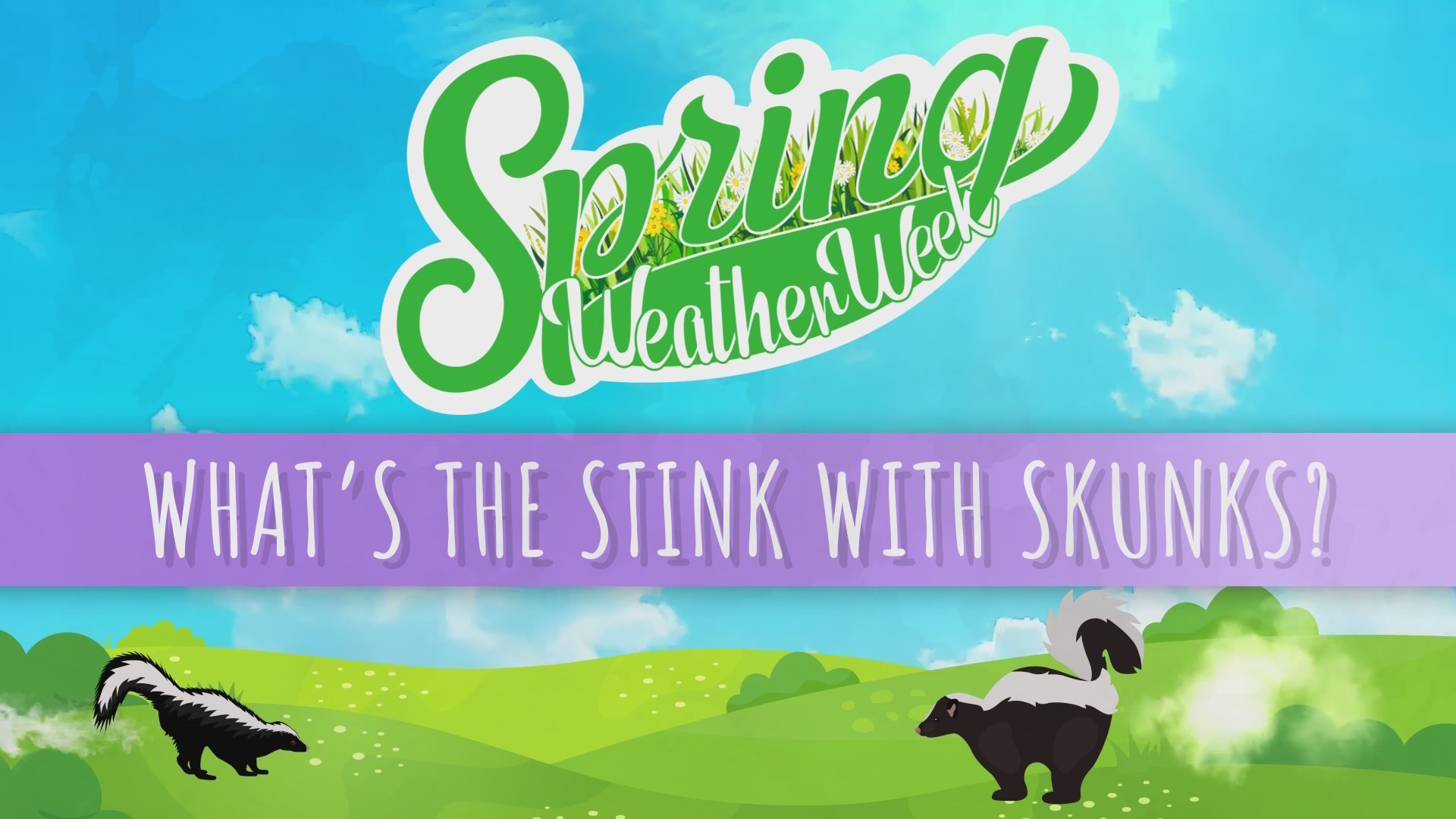 Spring Weather Week: What’s the stink with skunks? – WSPA 7NEWS