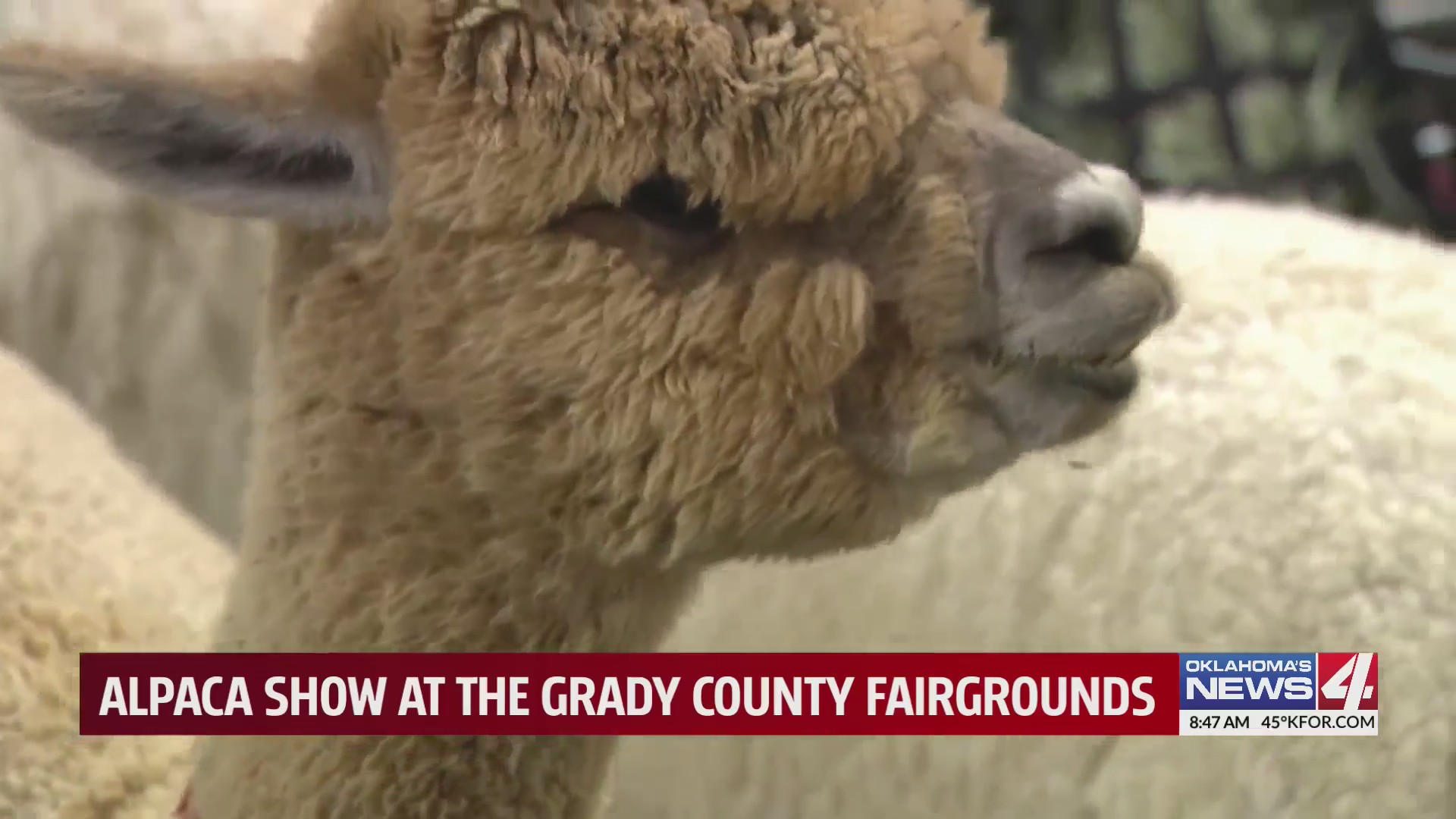 National Alpaca Show comes to Grady County Fairgrounds – KFOR.com ...
