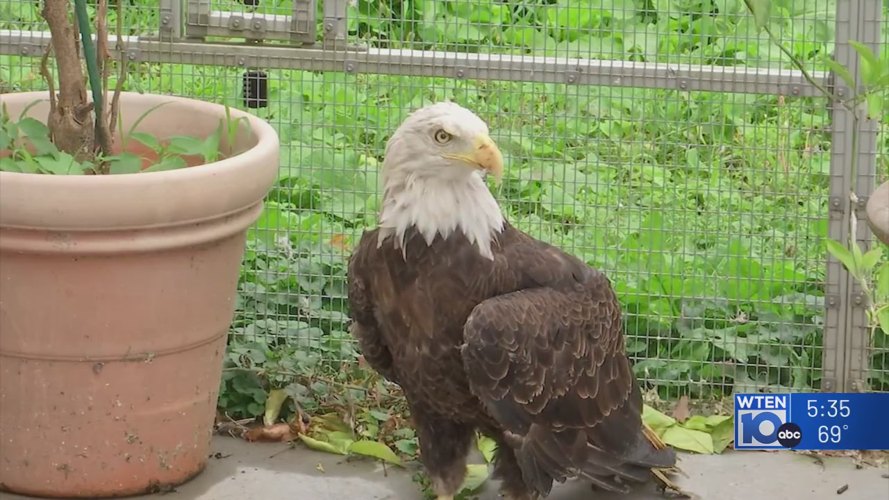 From tragedy to triumph: Bald eagle Victoria remembered after passing ...