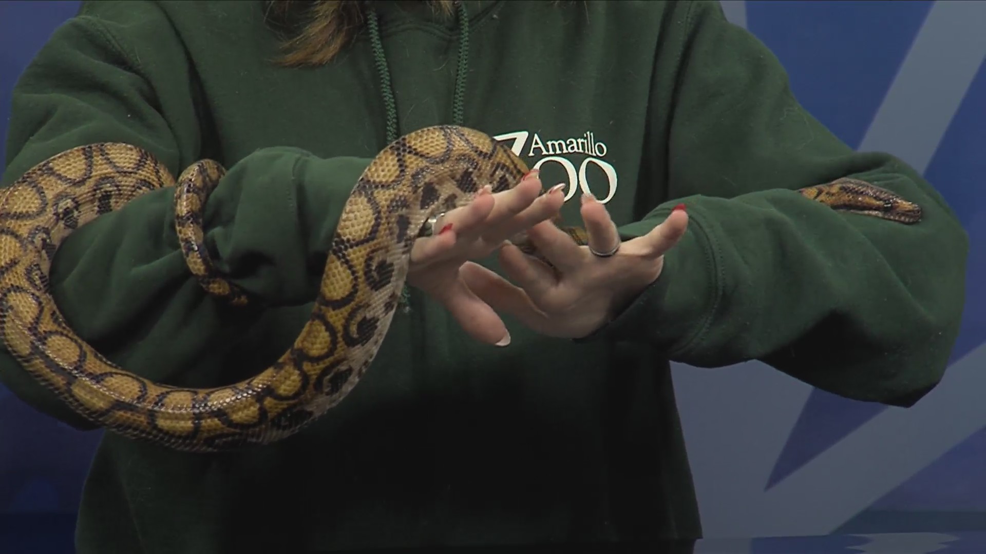 Meet Lilo the Brazilian Rainbow Boa from the Amarillo Zoo – KAMR ...