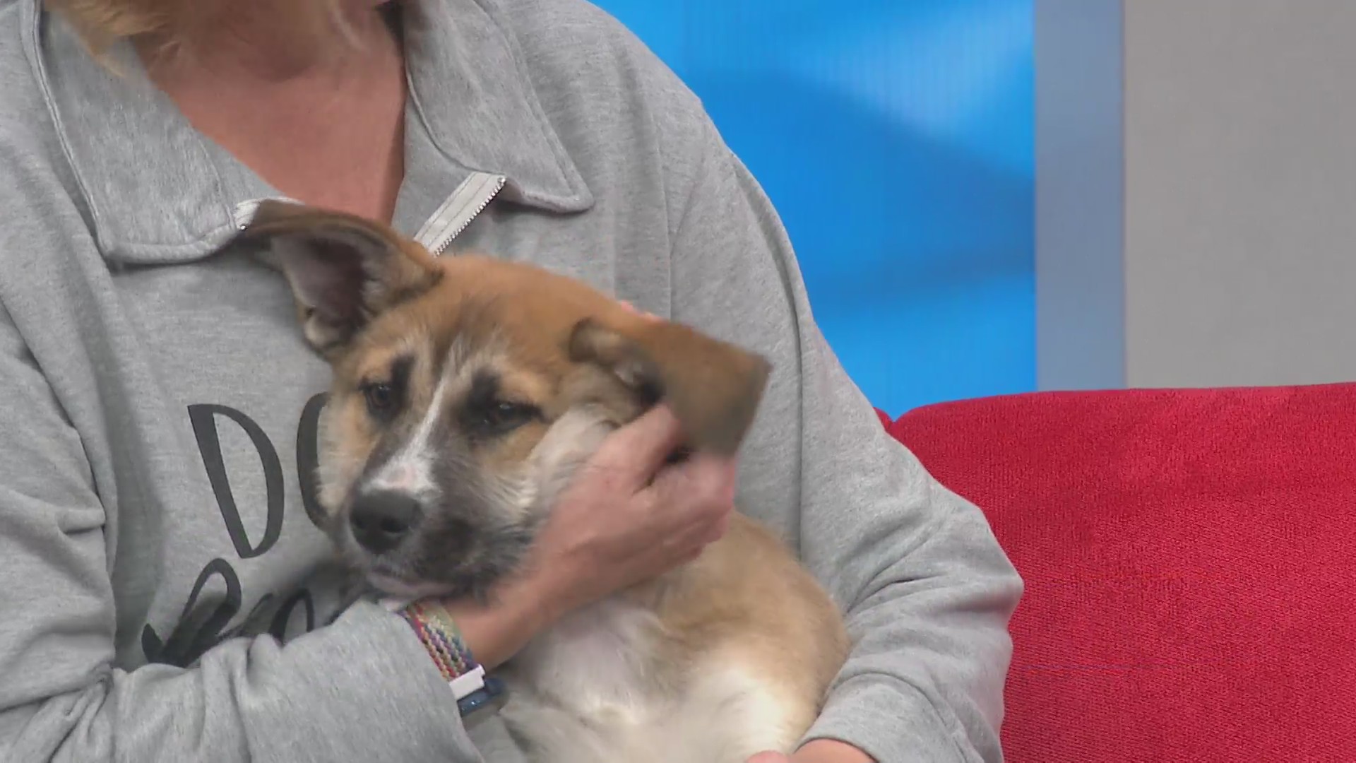 Meet your new best friend: Adoptable pups from New Beginnings – WREG.com