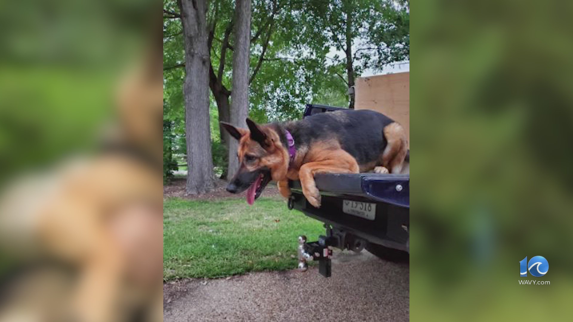 Search and rescue dog Maddy, key in Codi Bigsby case, passes away at ...