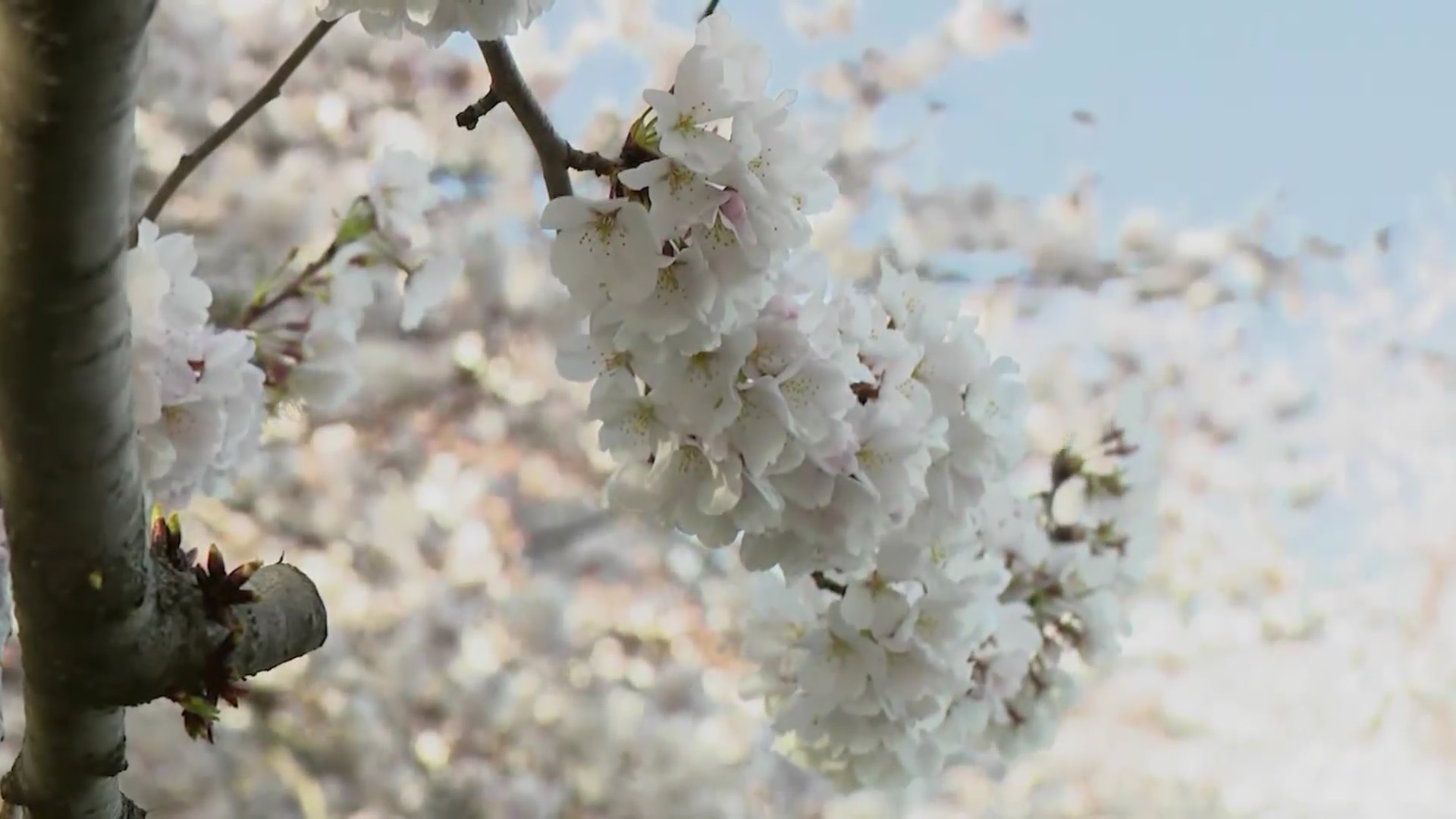 It could be a good year for Colorado peaches, cherries – FOX31 Denver