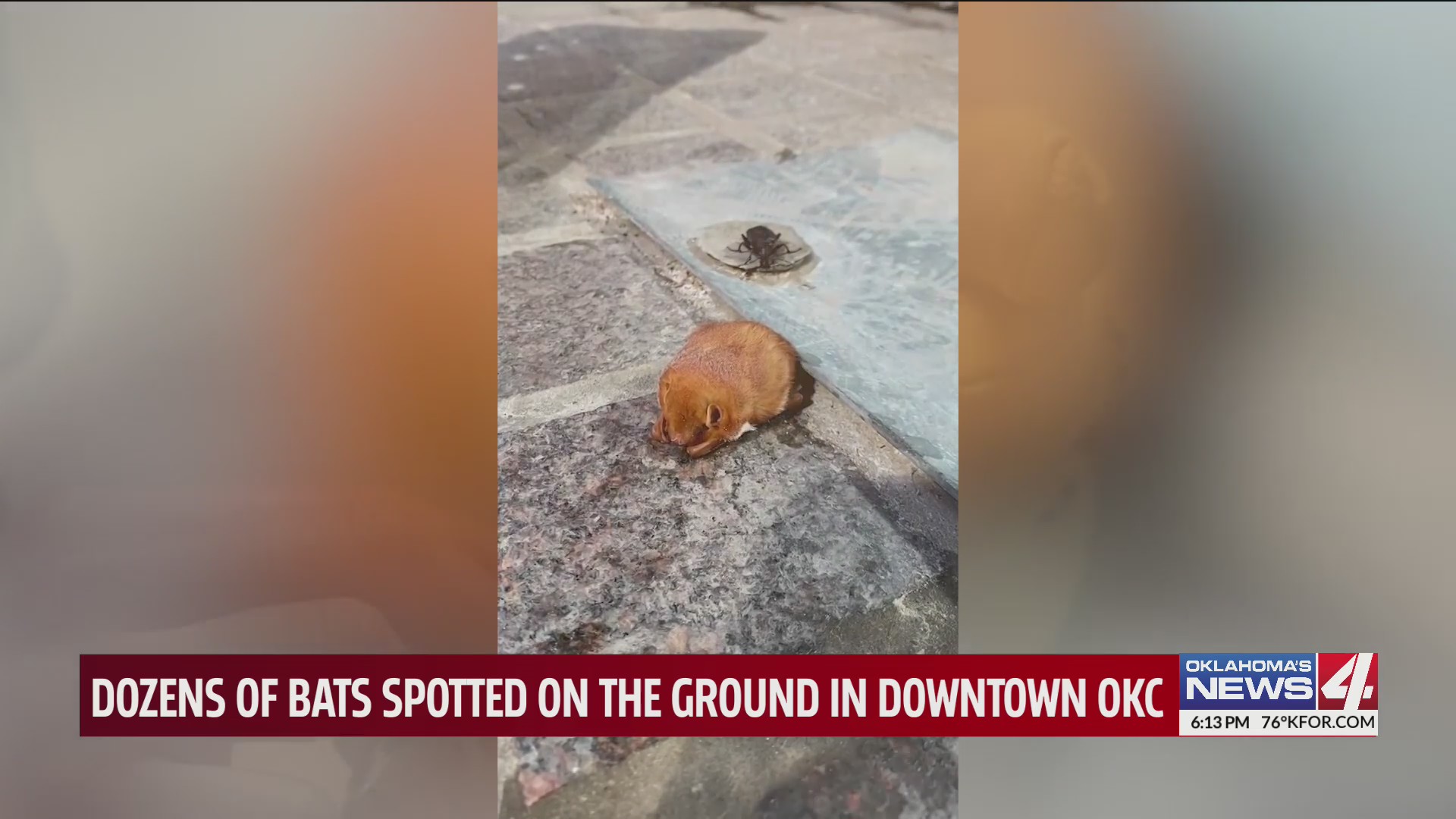 Dozens of bats spotted on the ground in downtown OKC – KFOR.com ...