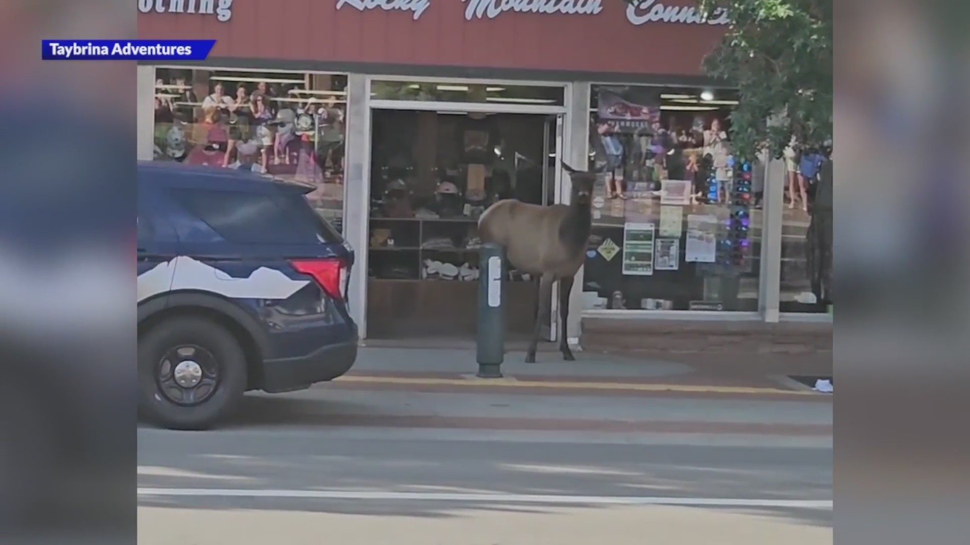 Elk caught on camera walking into downtown Estes Park store – FOX31 Denver