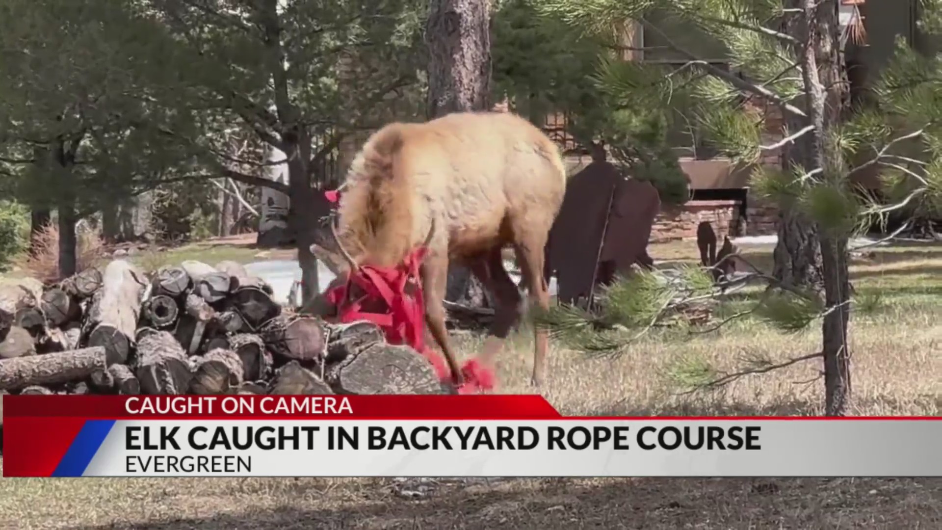 Elk gets stuck in Evergreen backyard rope course – FOX31 Denver