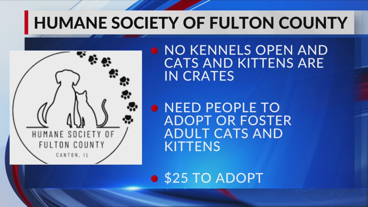 Fulton County animal shelter cat kennels at full capacity – CIProud.com