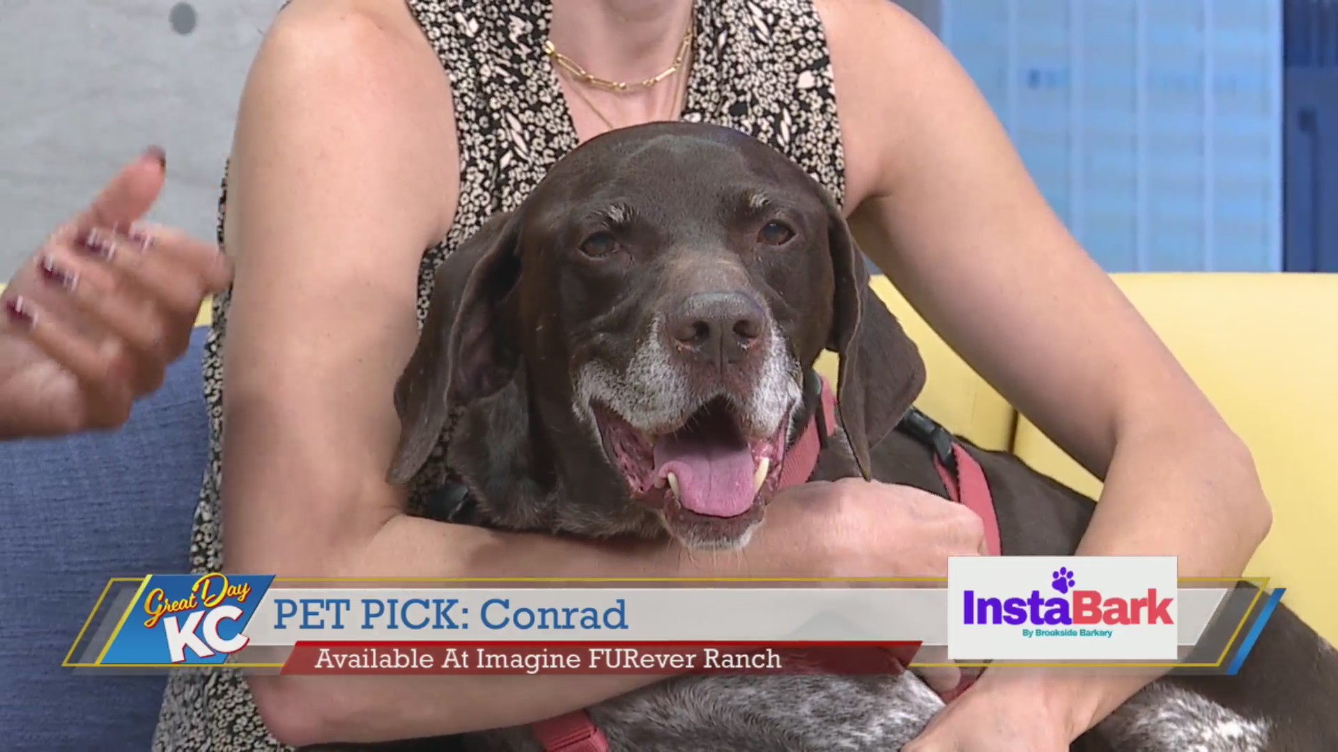 PET PICK: Conrad – FOX 4 Kansas City WDAF-TV | News, Weather, Sports