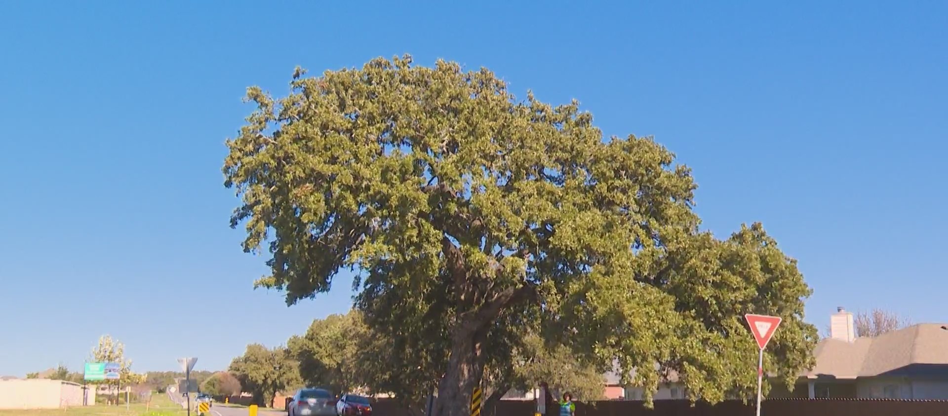 Crews begin preparation work to relocate Kyle tree named ‘Jolene ...