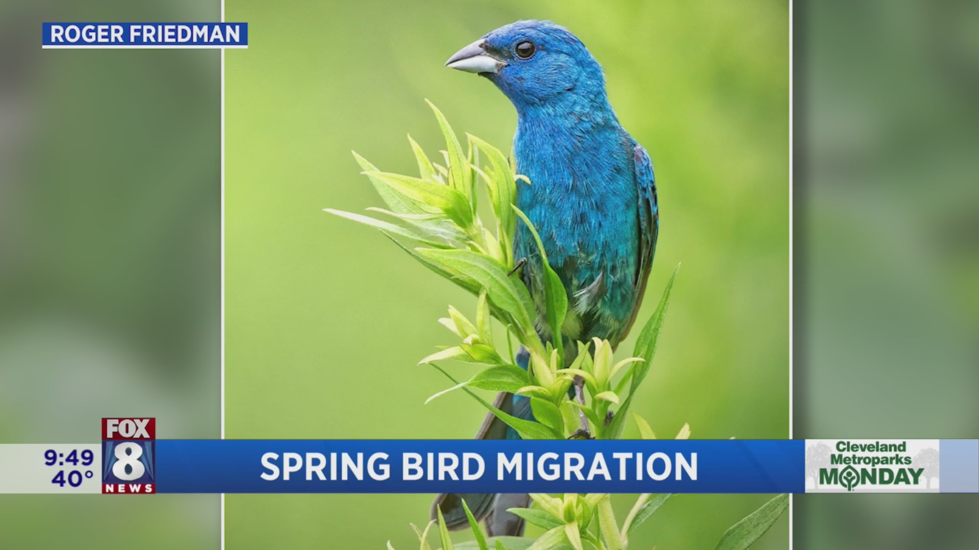 Millions of migrating songbirds stopping in Cleveland soon – here’s ...